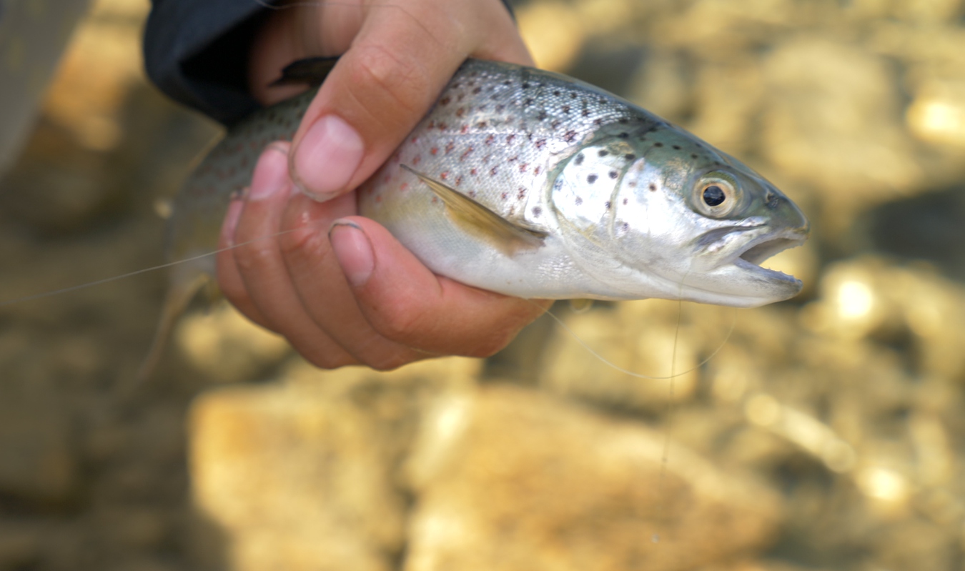 Randonnée et pêche à la mouche dans les Pyrénées Orientales & Ariège