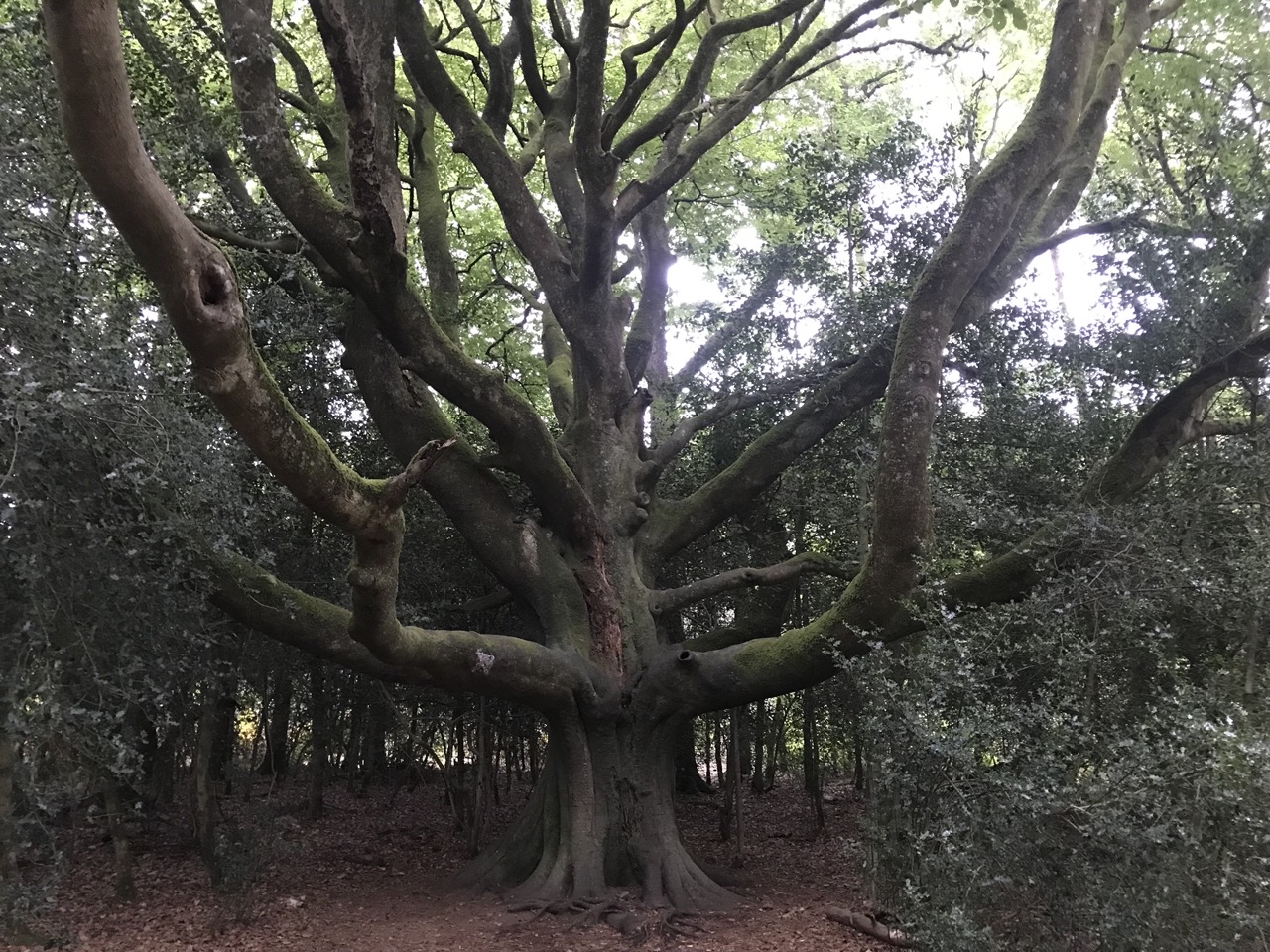 les plus belles randonnées de la forêt de Brocéliande