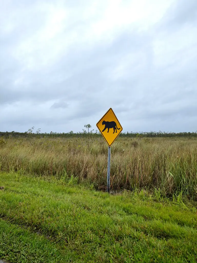 Visiter les Everglades : deux jours entre crocodiles et marécages
