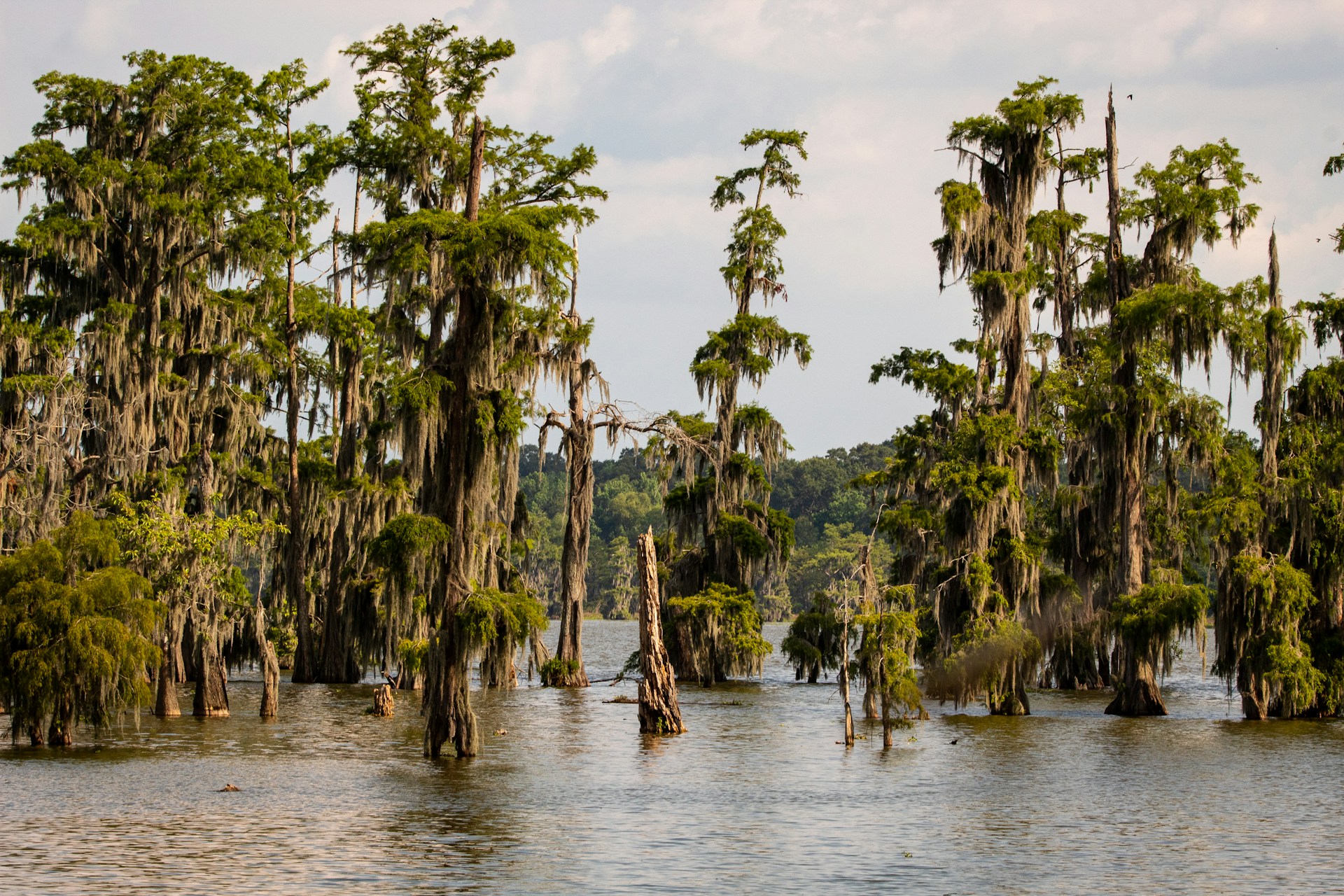 Visiter la Louisiane : Entre Villes Historiques et Nature Sauvage