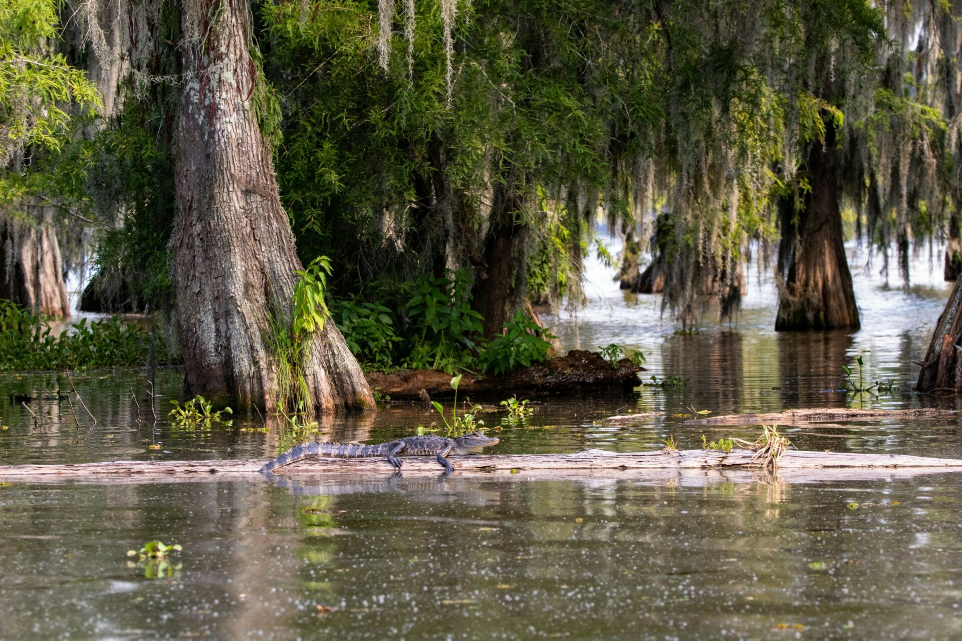 Visiter la Louisiane : Entre Villes Historiques et Nature Sauvage